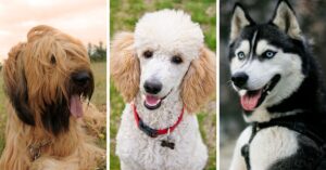 Here's Which Dog Breed You Are, Based On Your Myers-Briggs® Personality ...