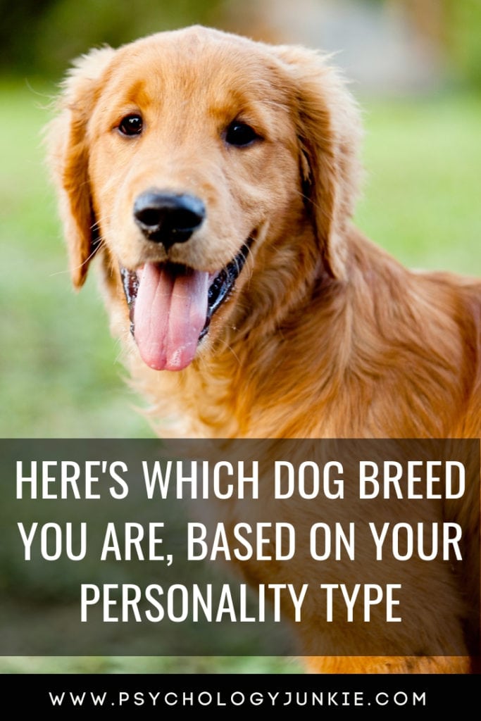 Here's Which Dog Breed You Are, Based On Your Myers-Briggs® Personality ...