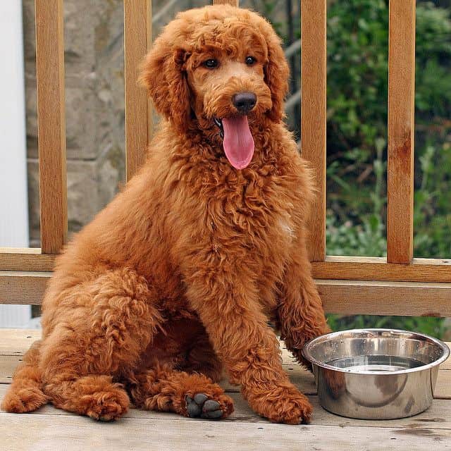 Here's Which Dog Breed You Are, Based On Your Personality Type ...