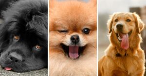 Here's the Dog Breed That Best Matches Your Enneagram Type - Psychology ...